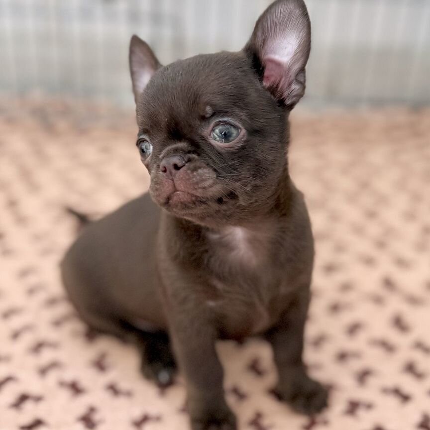 Чихуахуа, щенок