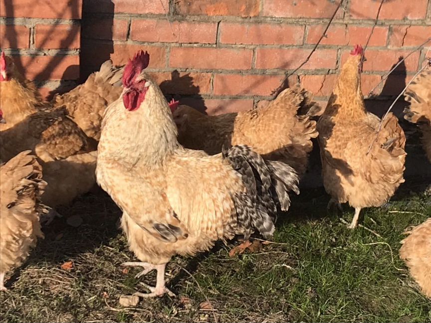 Куры молодки несушки