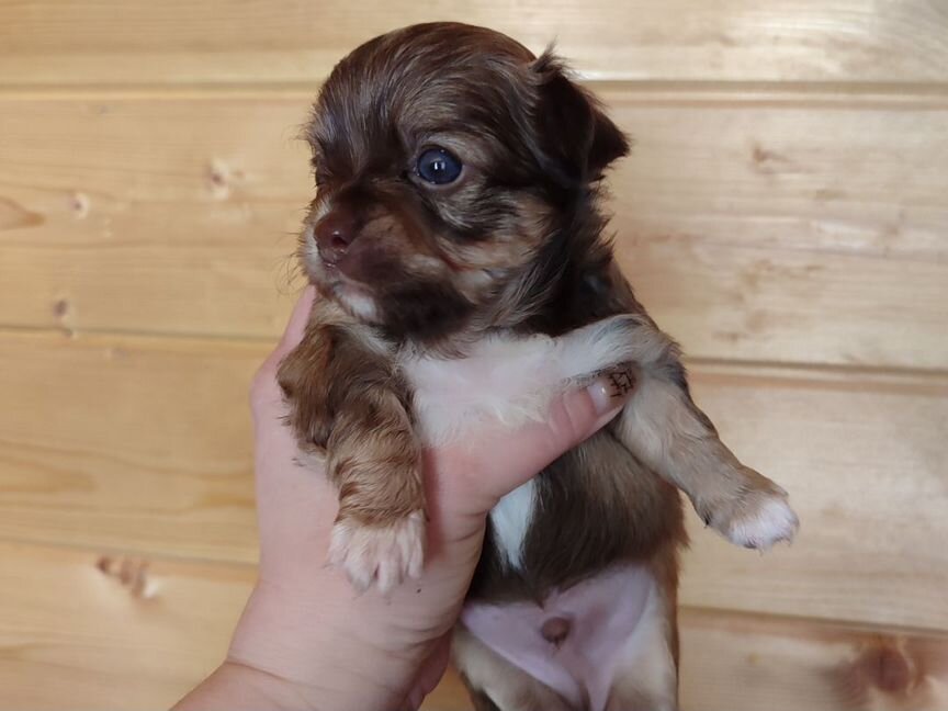 Щенки чихуахуа