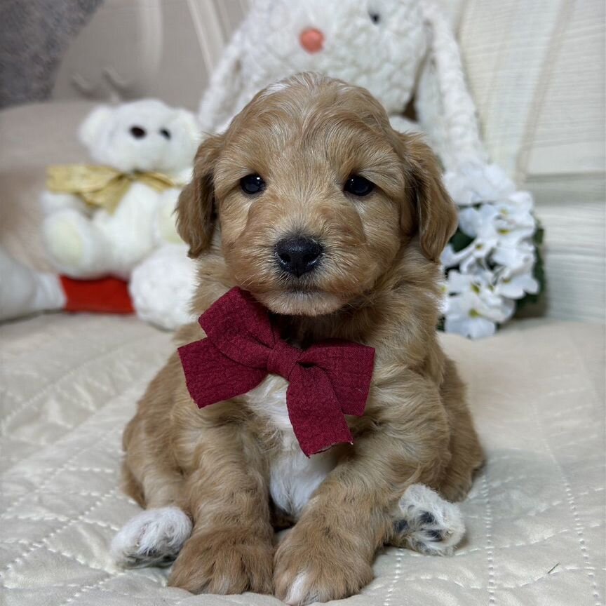 Мальтипу, щенок