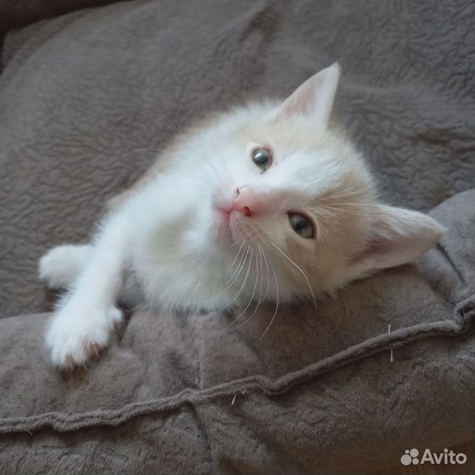 Абрикосовый котёнок мальчик