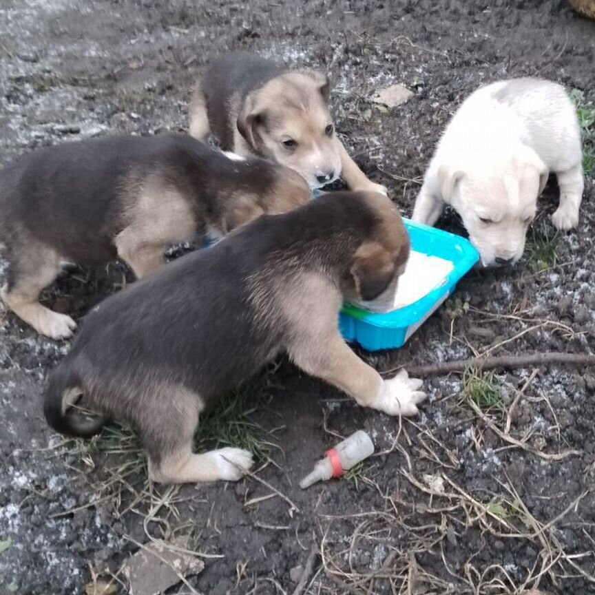 Русская гончая, щенок