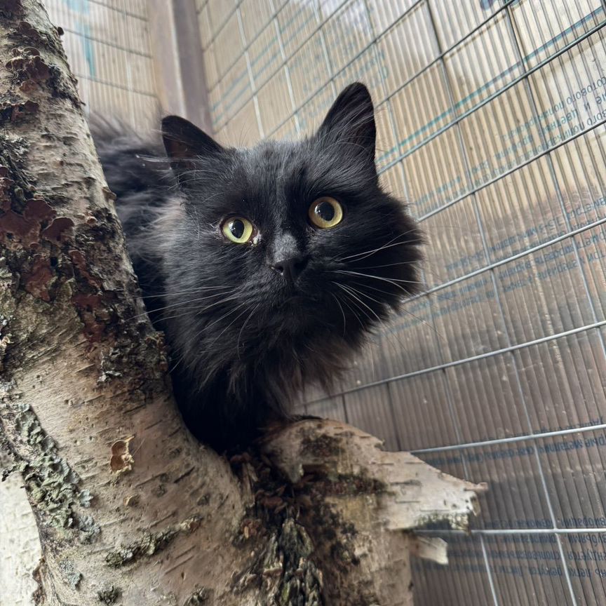 Коты в добрые руки