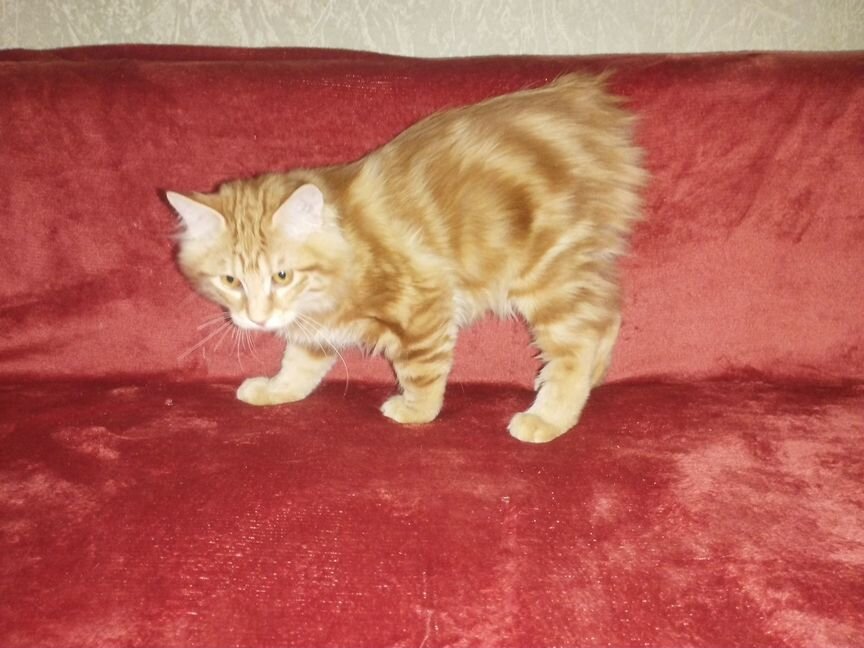Котята курильского бобтейла