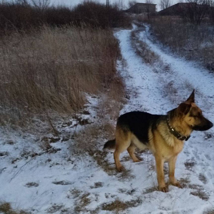 Немецкая овчарка, вязка