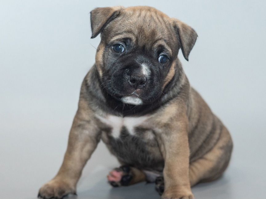 Щенки американского булли