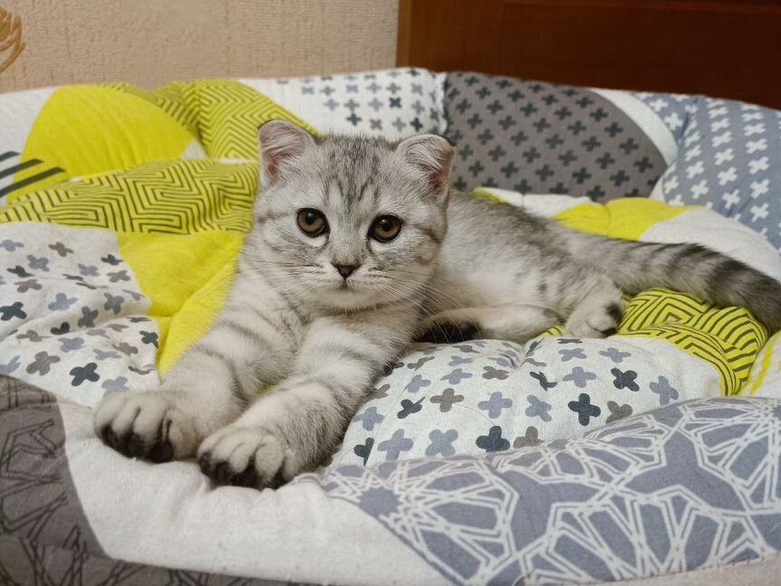 Шотландские вислоухие котята