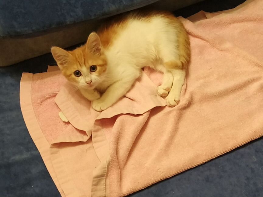 Маленькая Рыжуля