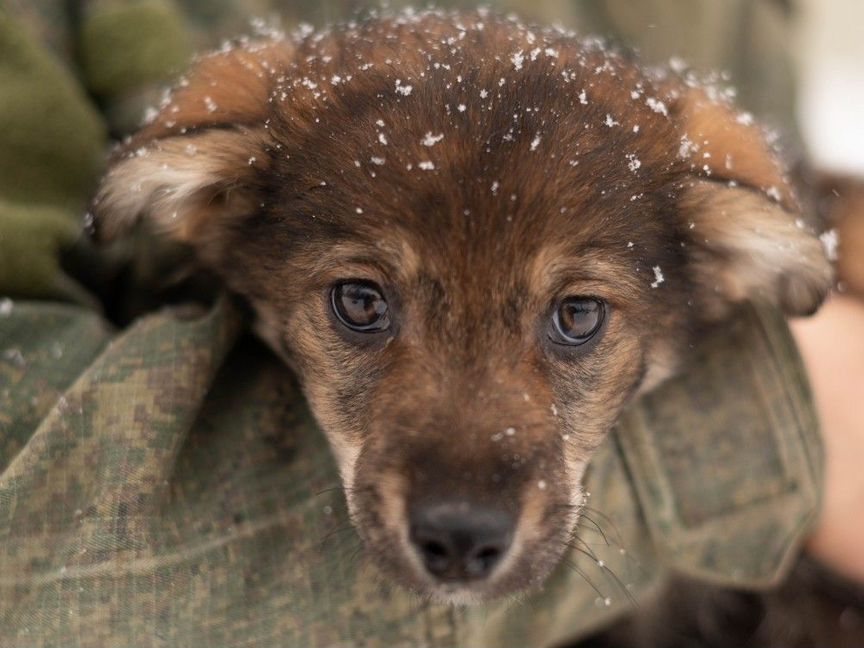 Щенок в лучшую семью