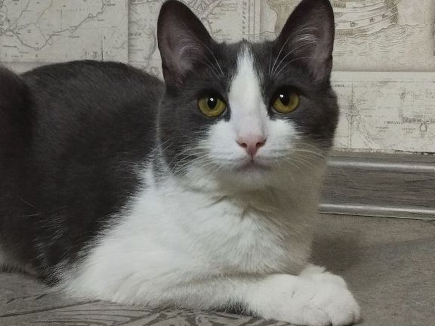 Люся ищет дом