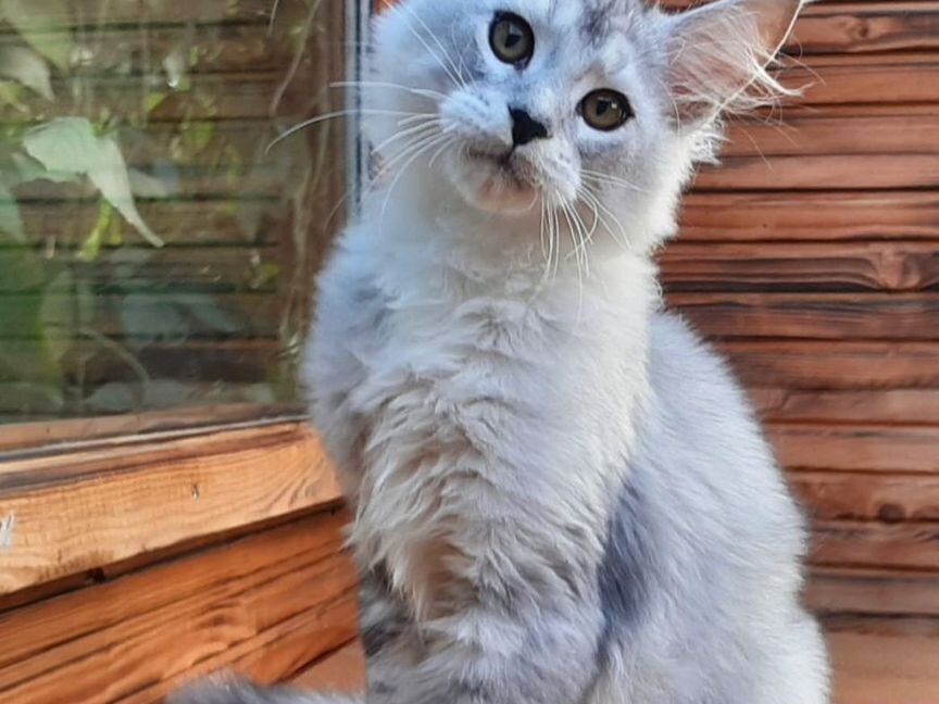Котик на высоком серебре