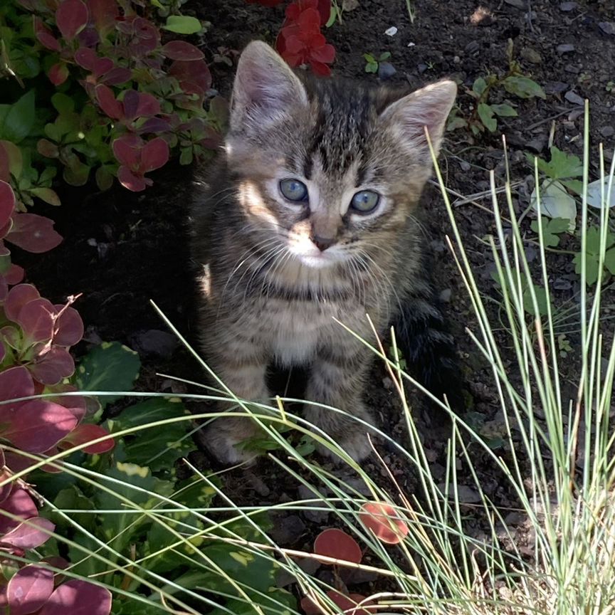 Котята ищут свой дом