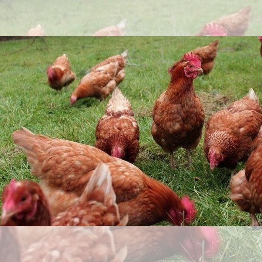 Куры несушки