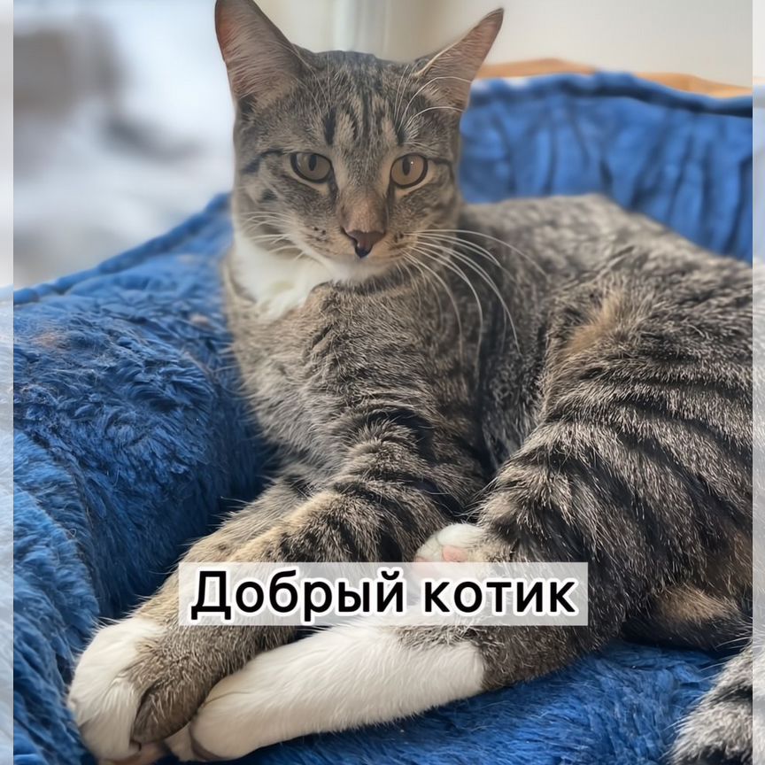 Взрослый кот в добрые руки