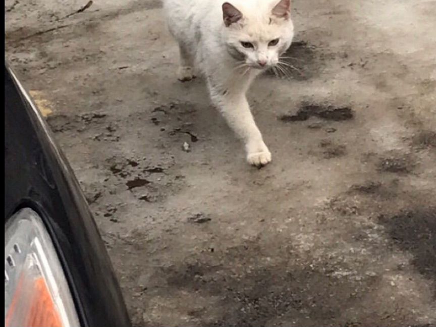 Выживает на парковке