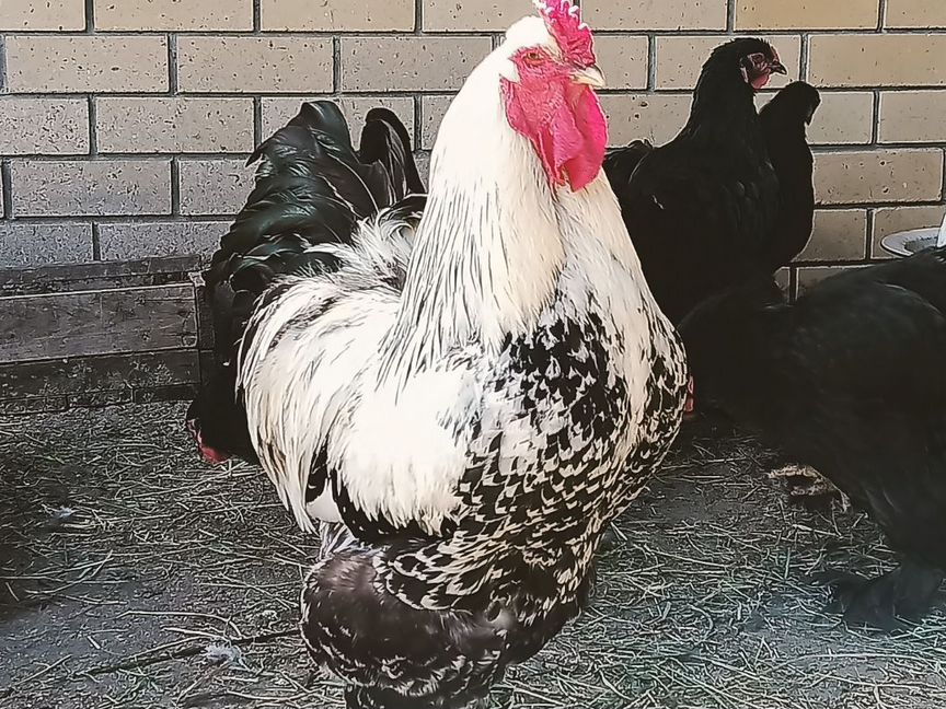 Петух брама