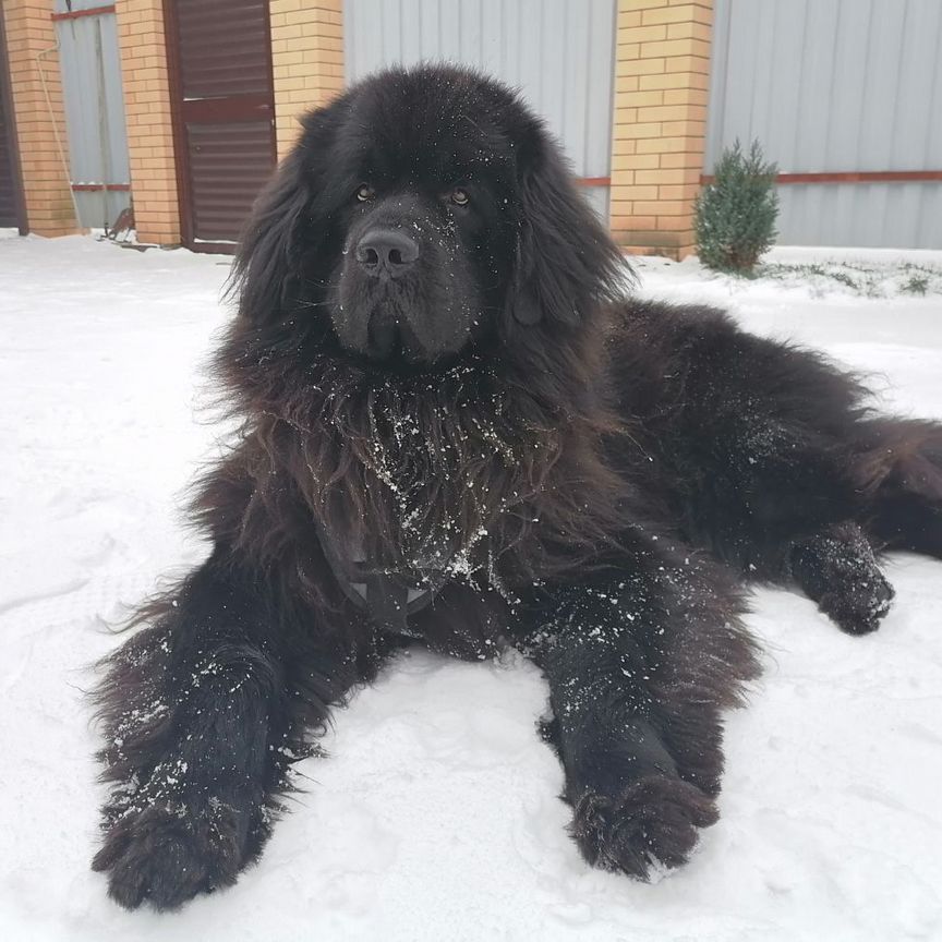 Кобель на вязку. Ньюфаундленд