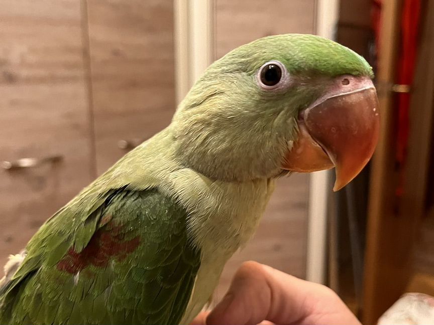 Александрийский попугай