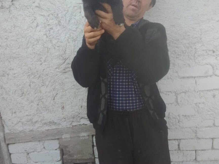 Щенок,лабладор