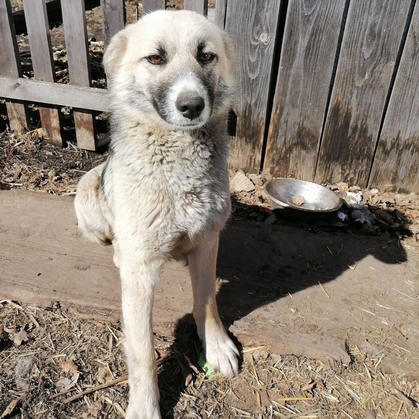Взрослая собака в добрые руки