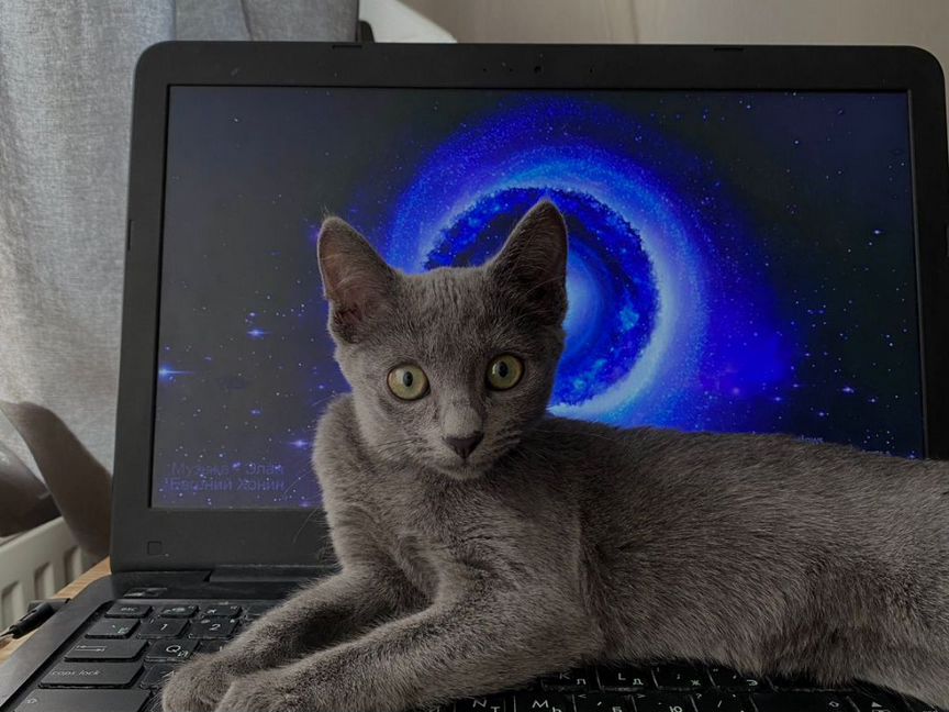 Котята Русская голубая