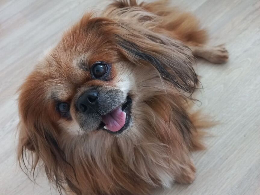 Пекинес в добрые руки