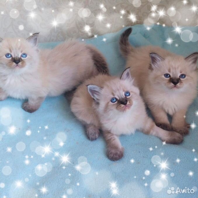 Продаются невские маскарадные котята