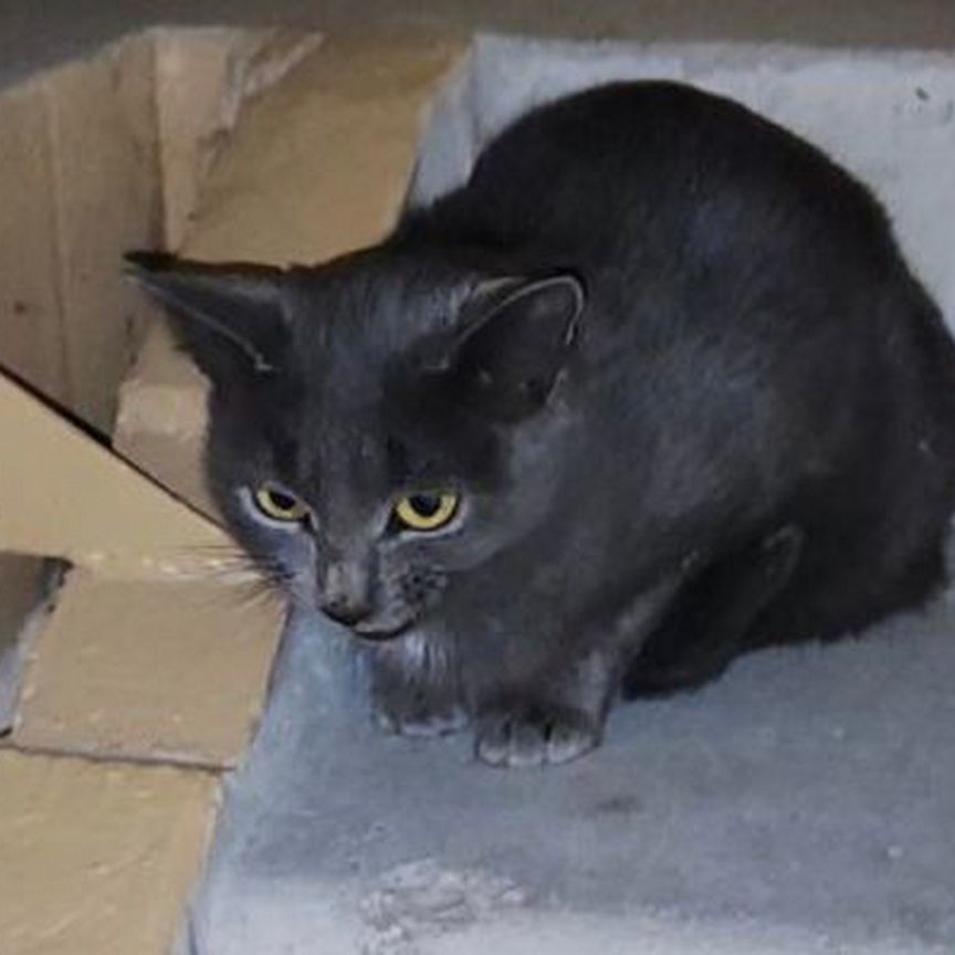 Котёнок в добрые руки