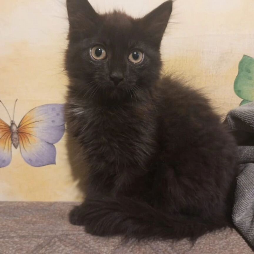 Котята ищут свои семьи