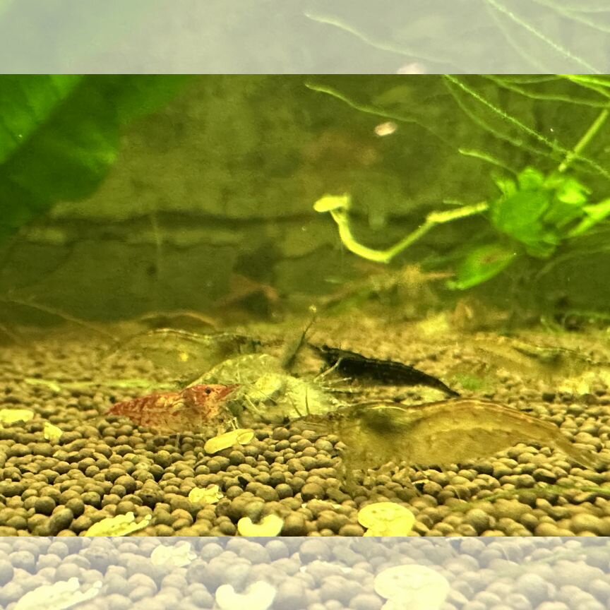 Аквариумные креветки