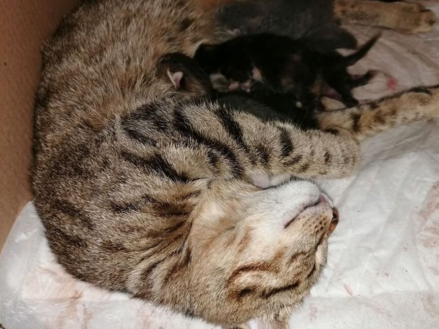 Отдам котят