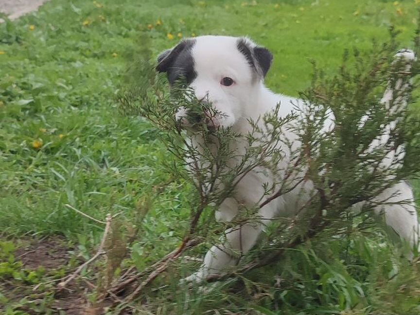 Собака в добрые руки