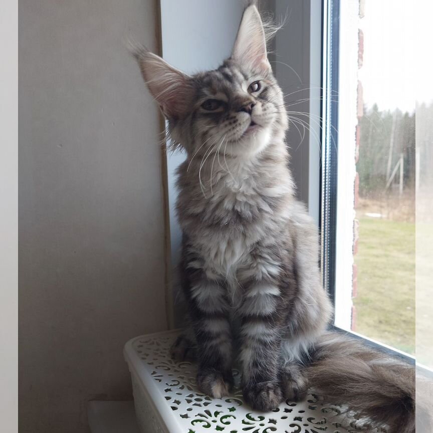 Мейн-кун котёнок