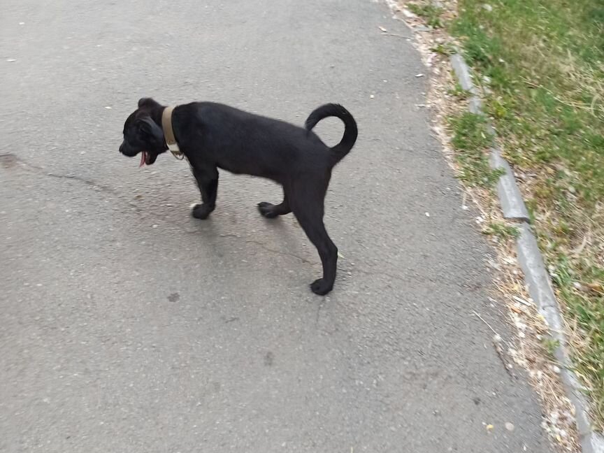 Собака в добрые руки отдам бесплатно