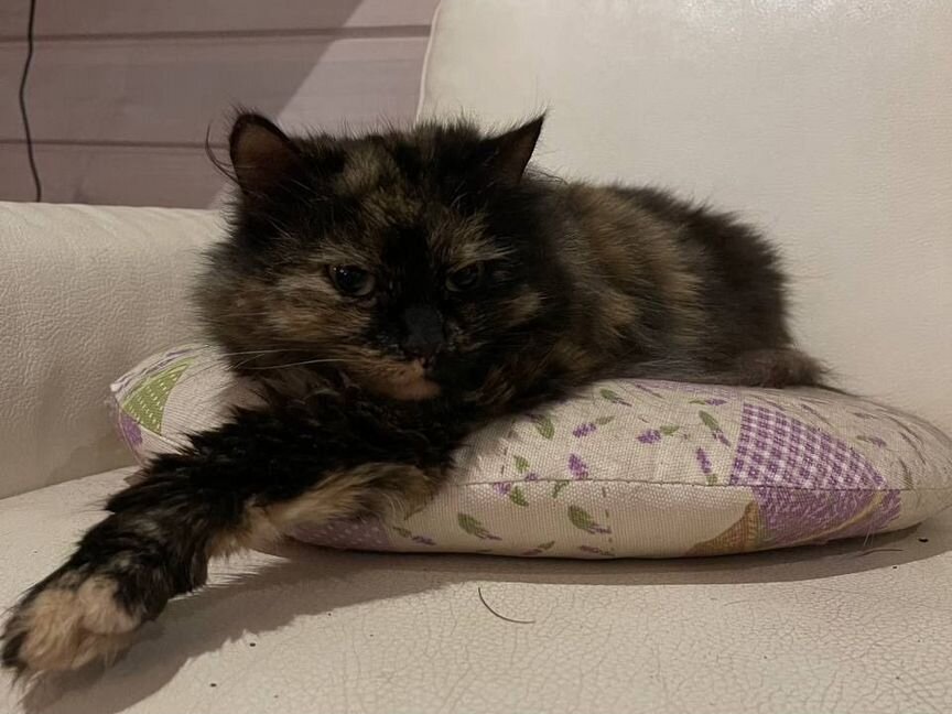 Кошечка в добрые руки