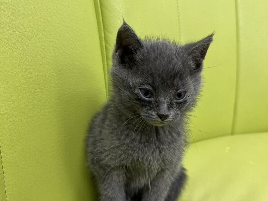 Отдам котят. Черный, Серый. Даром