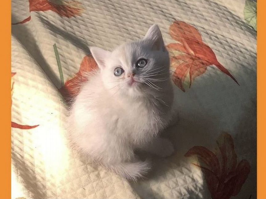 Британские котята, серебристая шиншилла