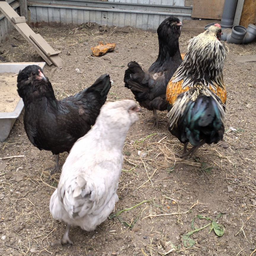 Семья амераукана (3 1)