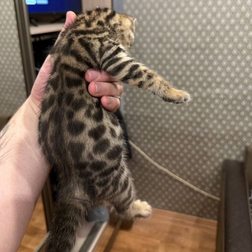 Бенгальские котята
