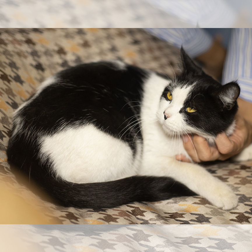 Кошка Рябушка в добрые руки