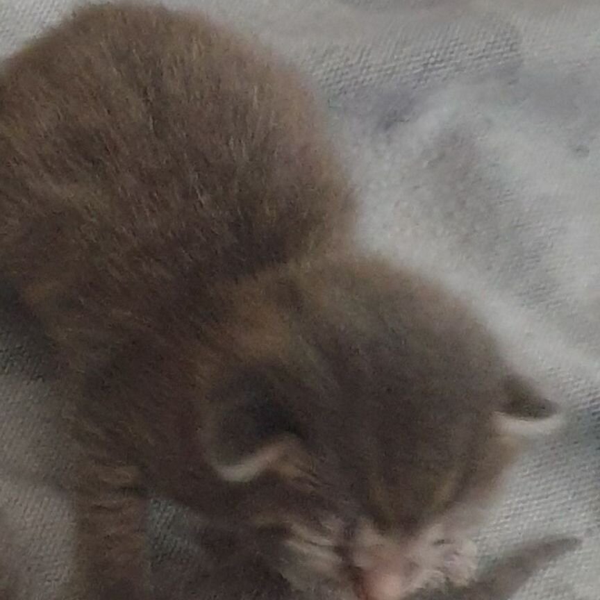 Котёнок от частного владельца