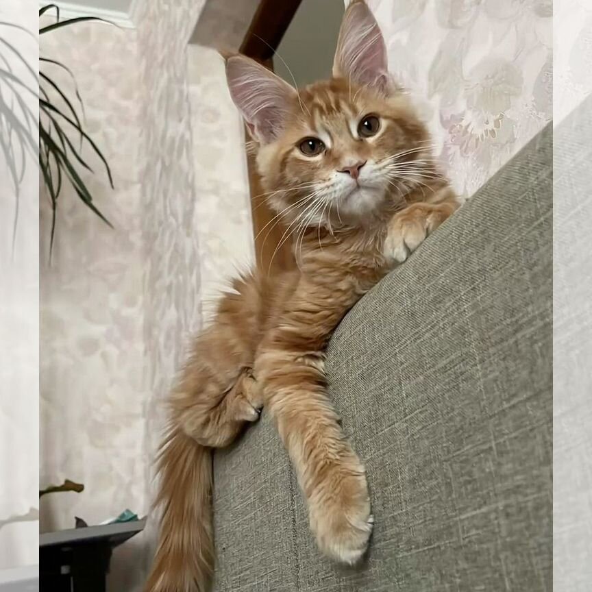 Американский бобтейл длинношёрстный котёнок