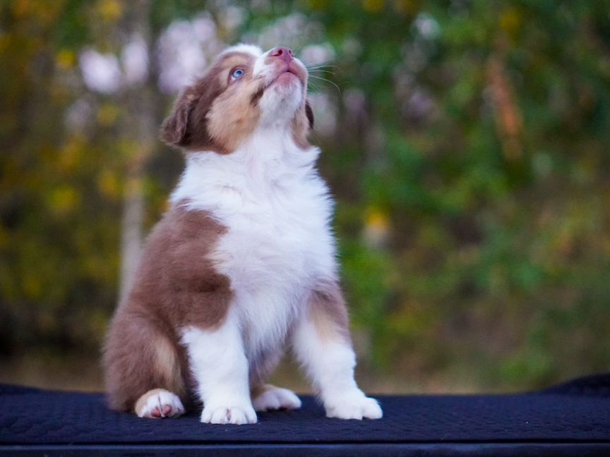 Щенки австралийской овчарки