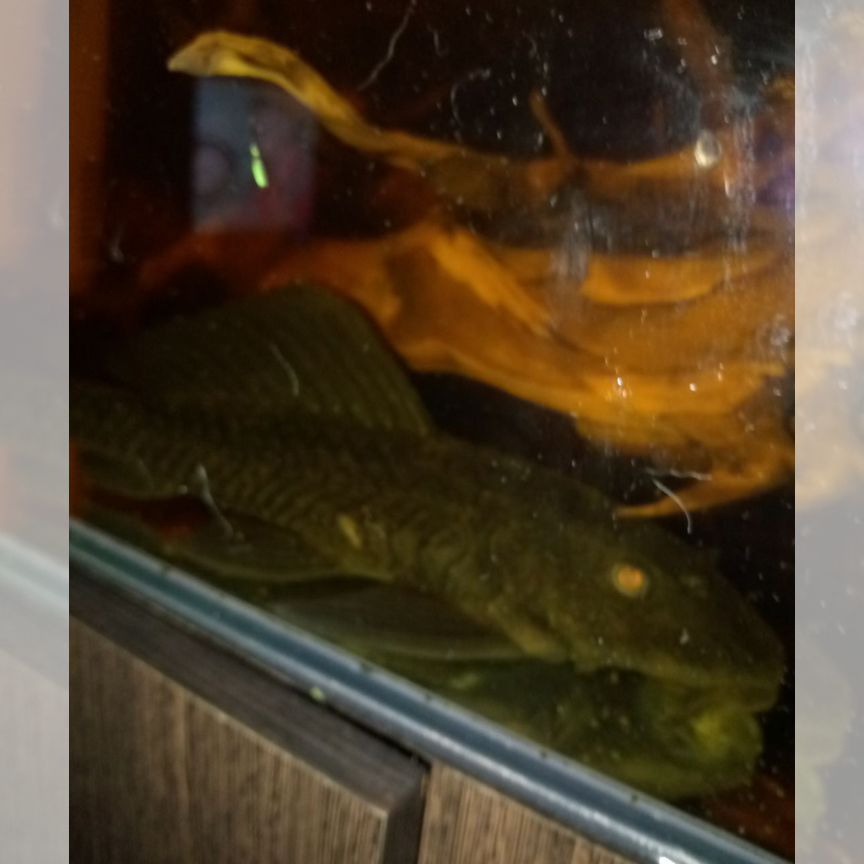 Сом анцитрус 25 30 см