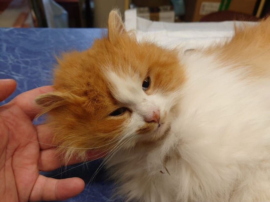 Снова на улицу кошку