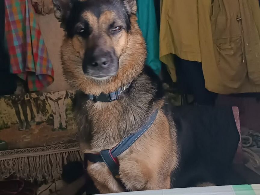 Собака в добрые руки