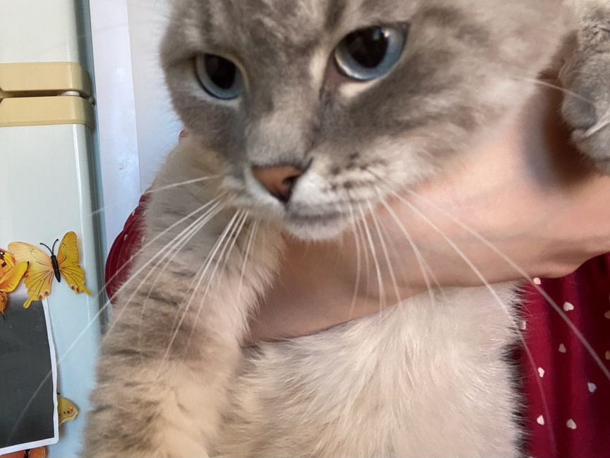 Шотландский вислоухий кот