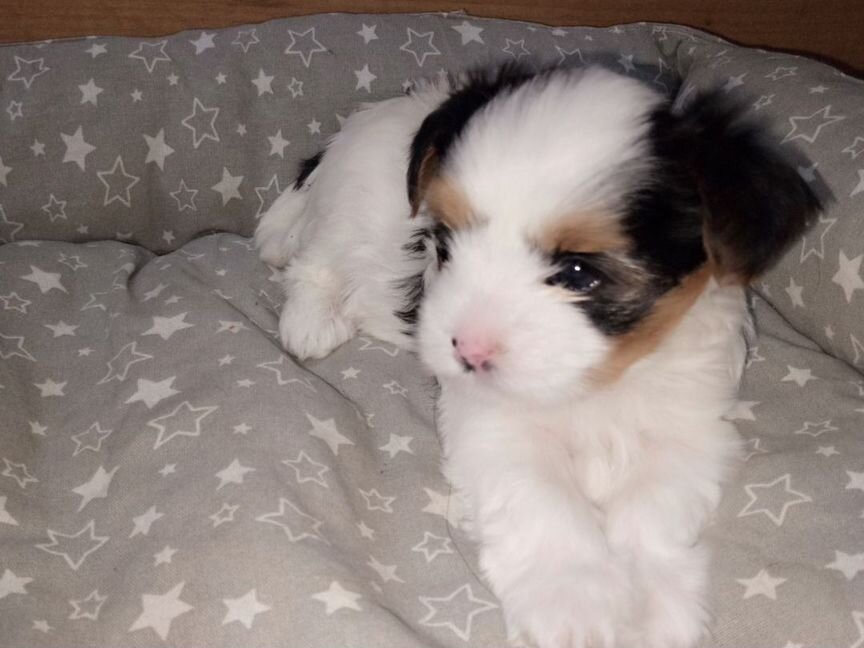 Бивер йоркширский терьер