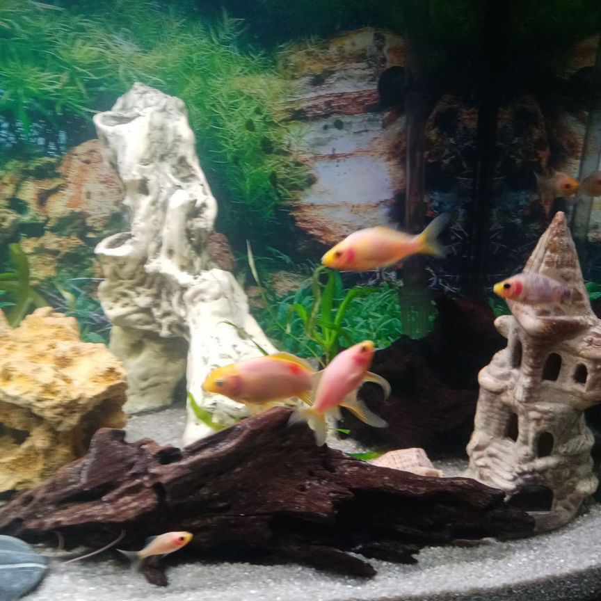 Кометы и шубункины