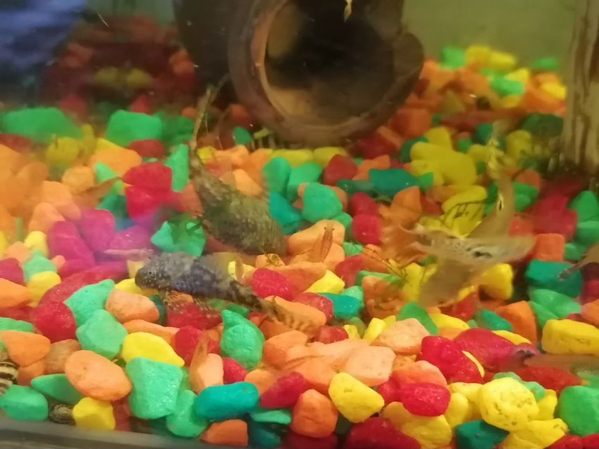 Аквариумные рыбки